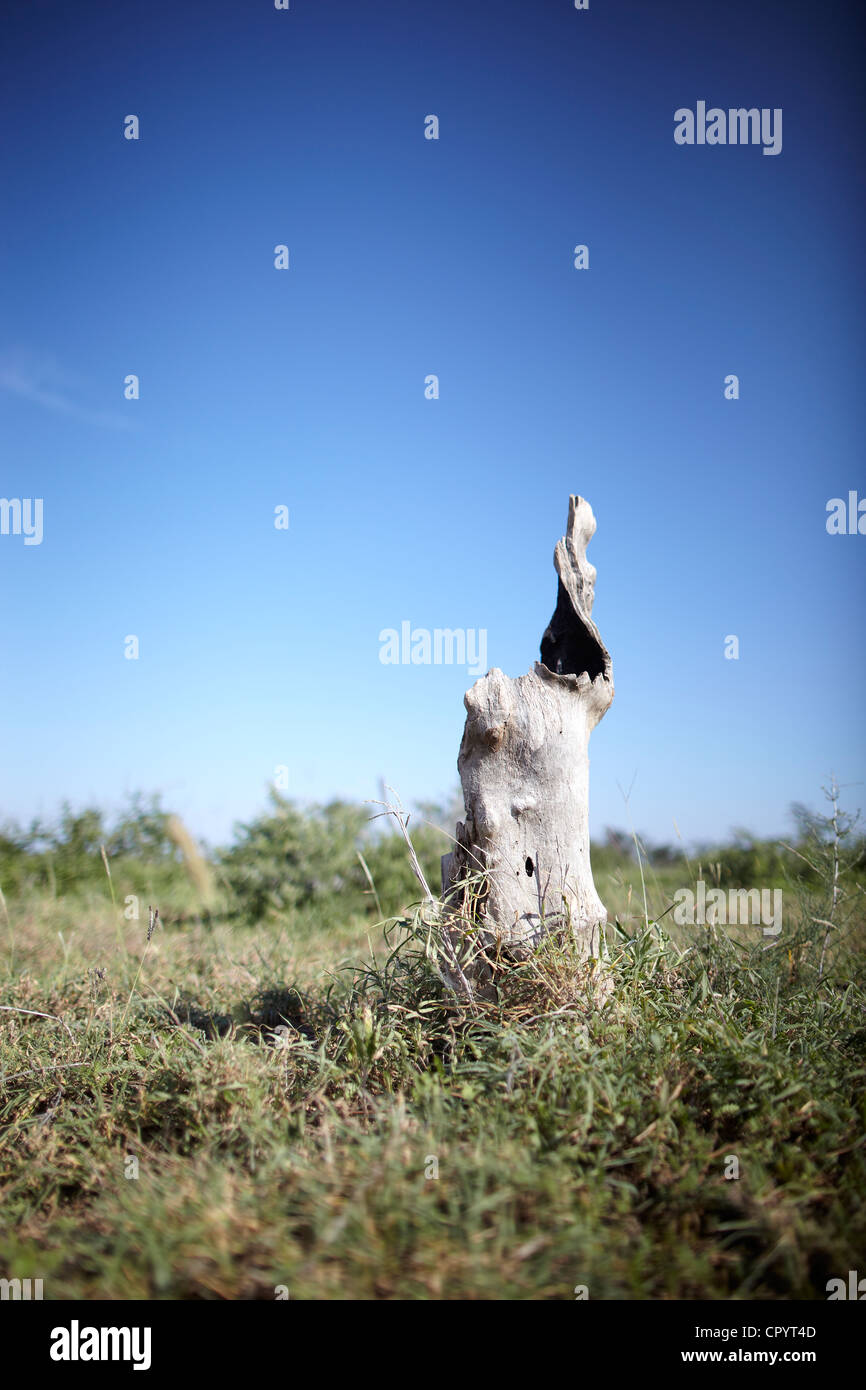Dead tree in tanzania hi-res stock photography and images - Alamy