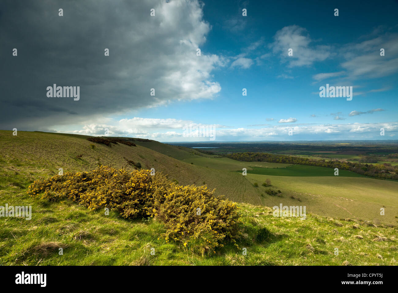 Gorse spring england hi-res stock photography and images - Alamy