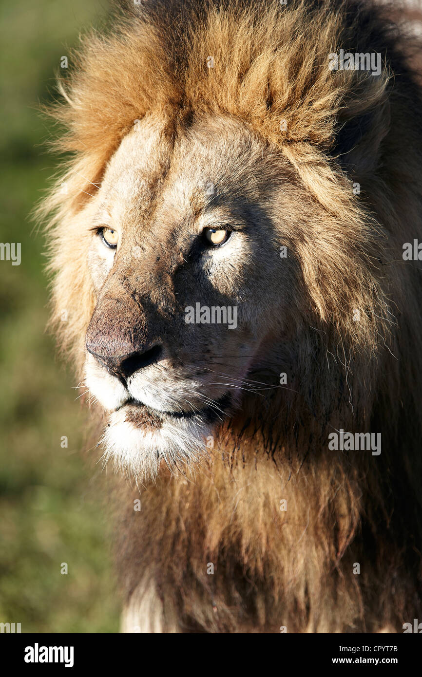 Lion (Panthera leo), portrait, Ngorongoro Crater, Ngorongoro ...