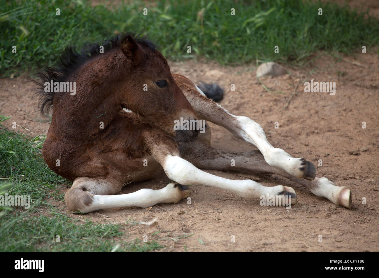 Horse Sitting Down High Resolution Stock Photography and Images - Alamy