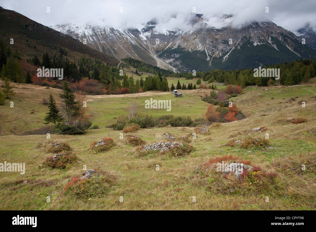 Alpine flora austria hi-res stock photography and images - Alamy