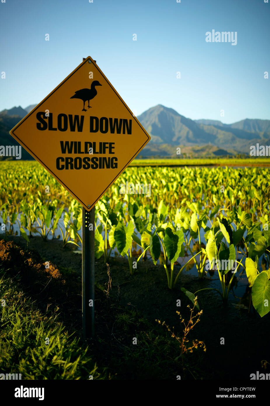 Slow down, wildlife crossing, sign, Hanalei Valley, Kauai, Hawaii, USA ...