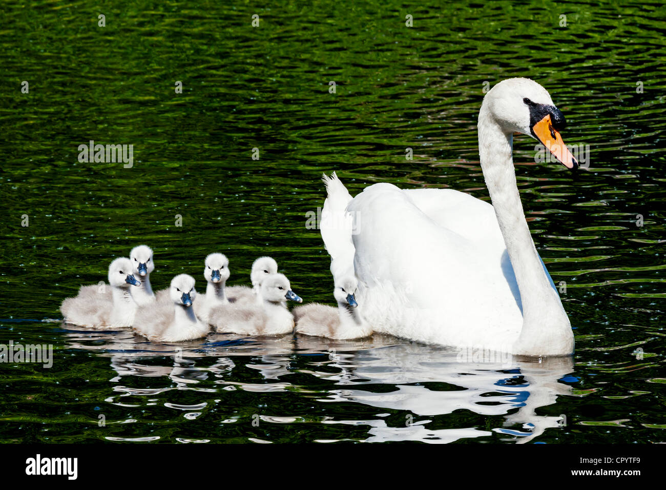 A group of seven mute swan cygnets swimming with their mother, Britain ...