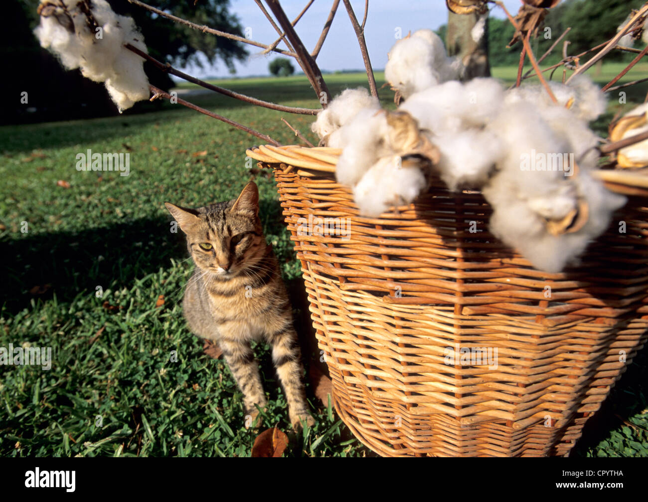 United States, Louisiana, Lafayette, Chretien Point Plantation (1831 ...