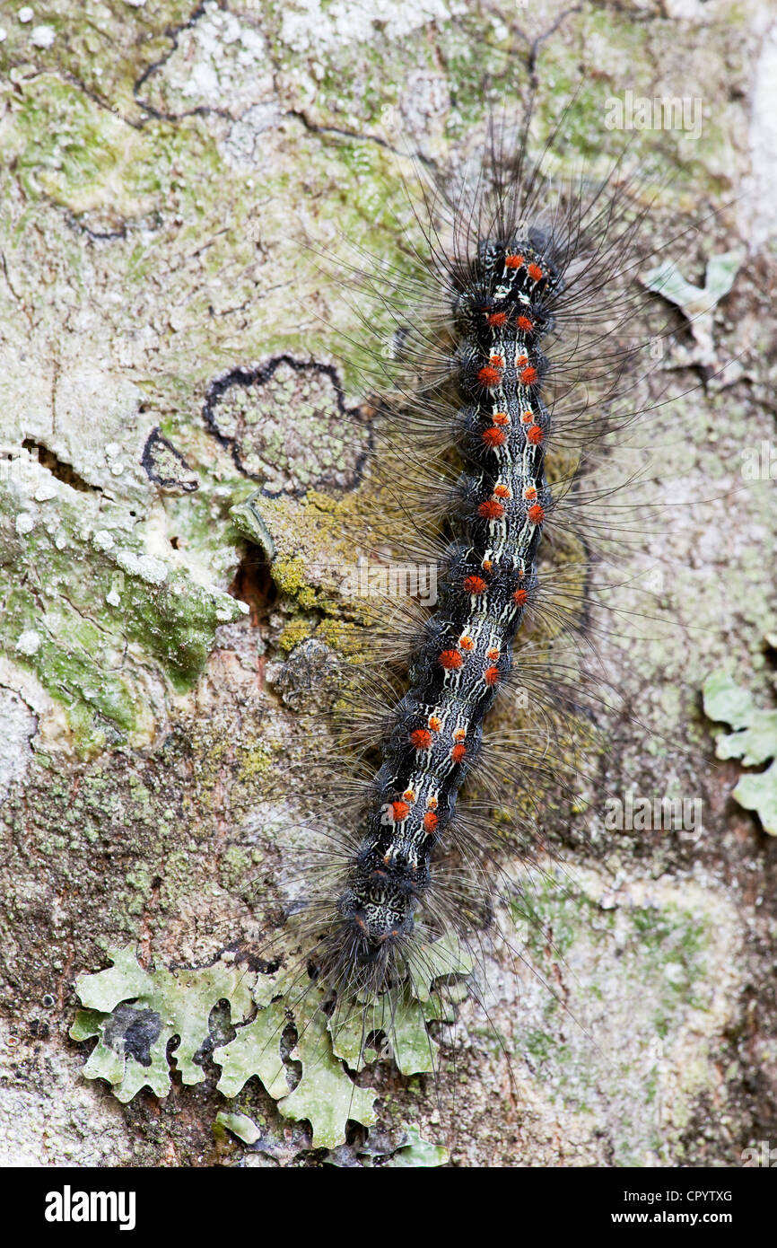 Caterpillar of the gypsy moth (Lymantria dispar) on beech bark ...
