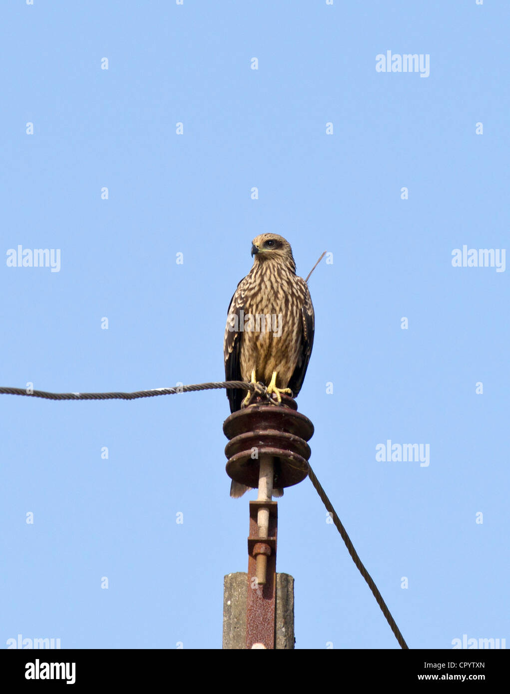 The marsh harriers are birds of prey of the harrier subfamily Stock ...