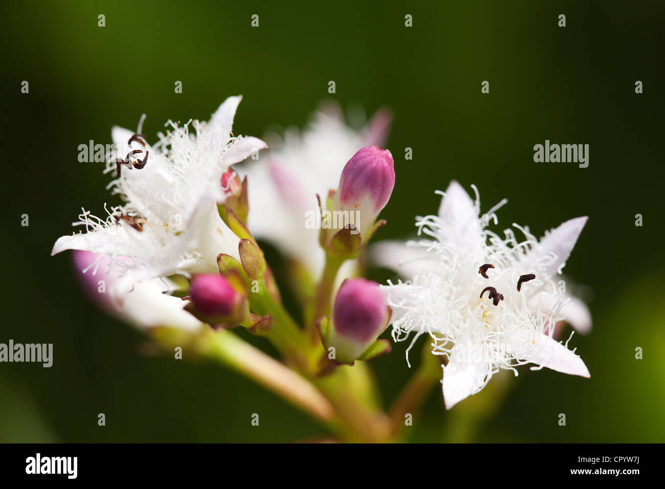 Bog types hi-res stock photography and images - Alamy