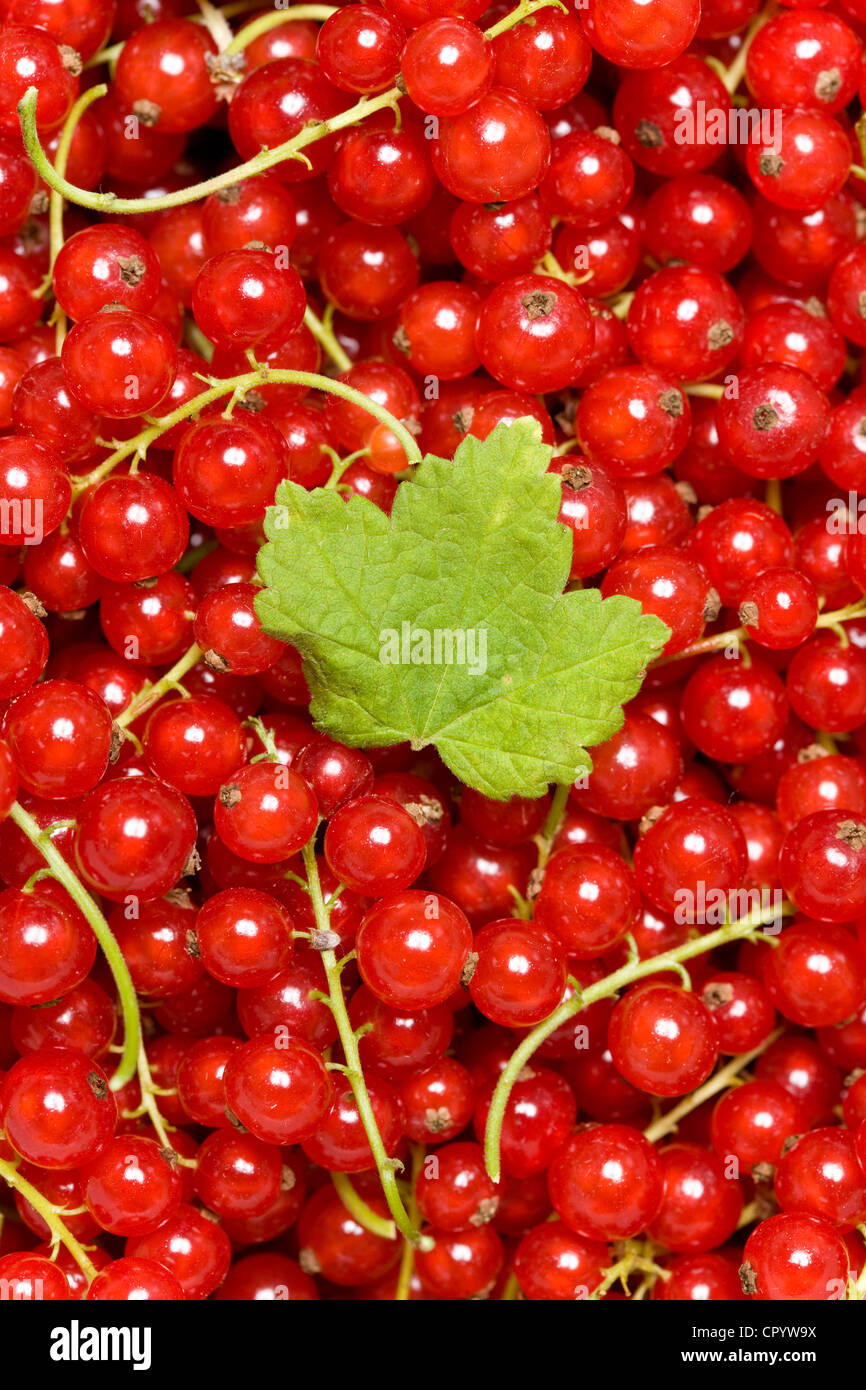 Ribes rubrum leaf hi-res stock photography and images - Alamy