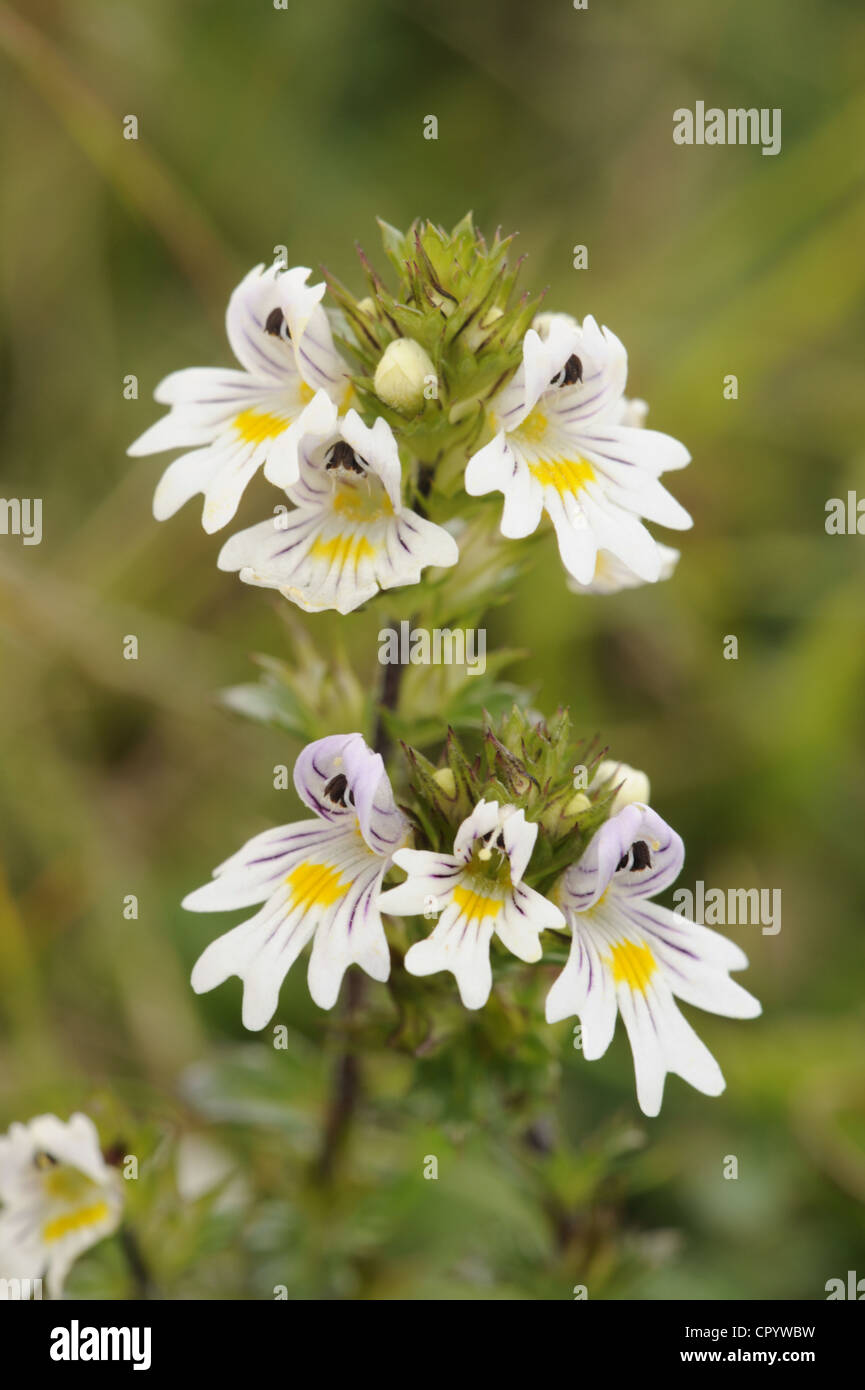 EYEBRIGHT Euphrasia officinalis agg. (Scrophulariaceae Stock Photo - Alamy