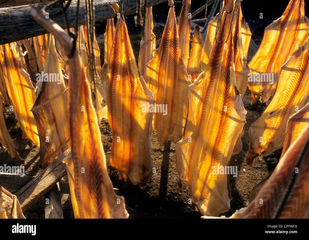 Portugal, Madeira Island, sharks drying up in the harbour of Camara de ...