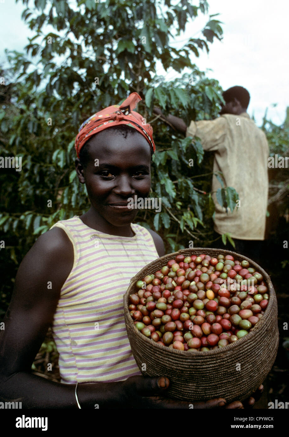 Rwanda, Kibuye coffee collected in the region of Kivu Lake Stock Photo ...