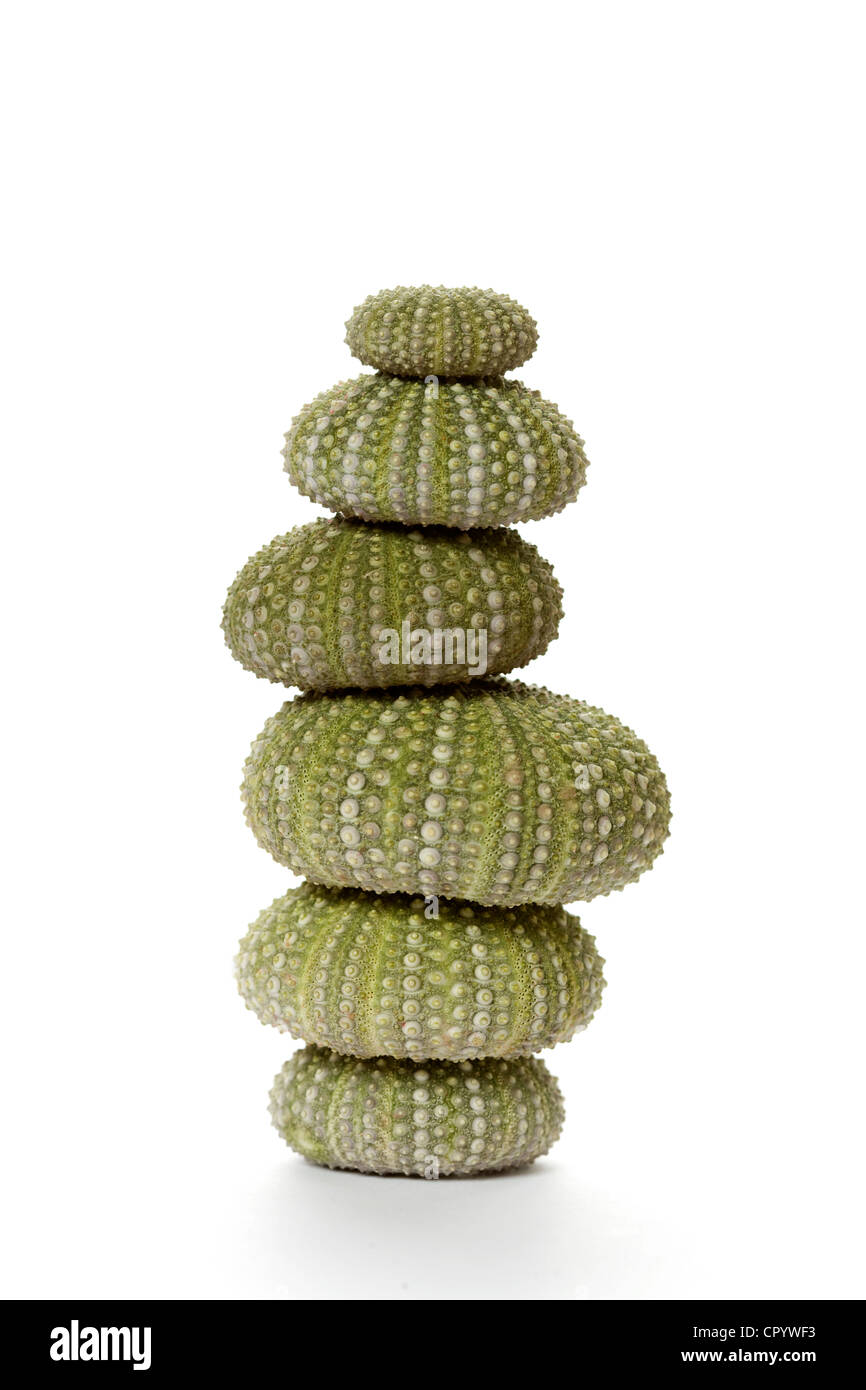 Echinoidea hi-res stock photography and images - Alamy