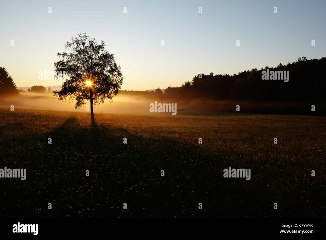 Sunrise behind tree in silhouette hi-res stock photography and images ...