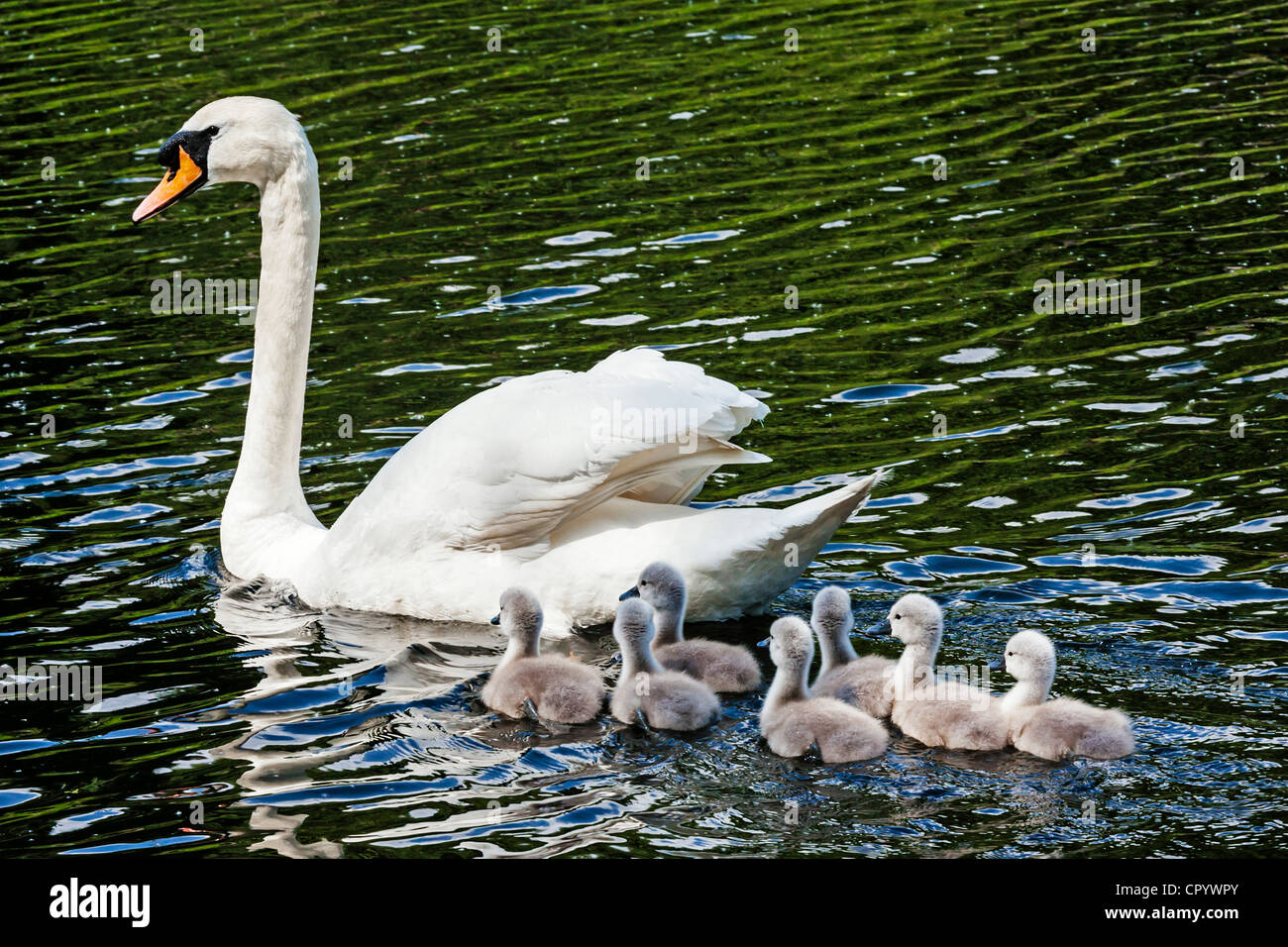 Seven swans a swimming hi-res stock photography and images - Alamy