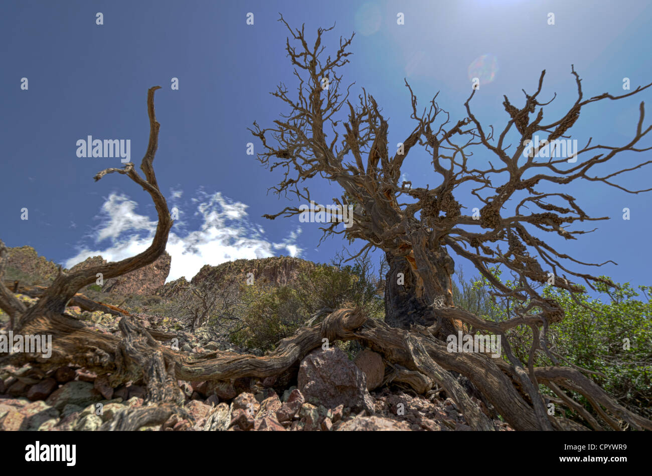 Old and mostly dead Alligator Bark Juniper Tree, (Juniperus deppeana ...