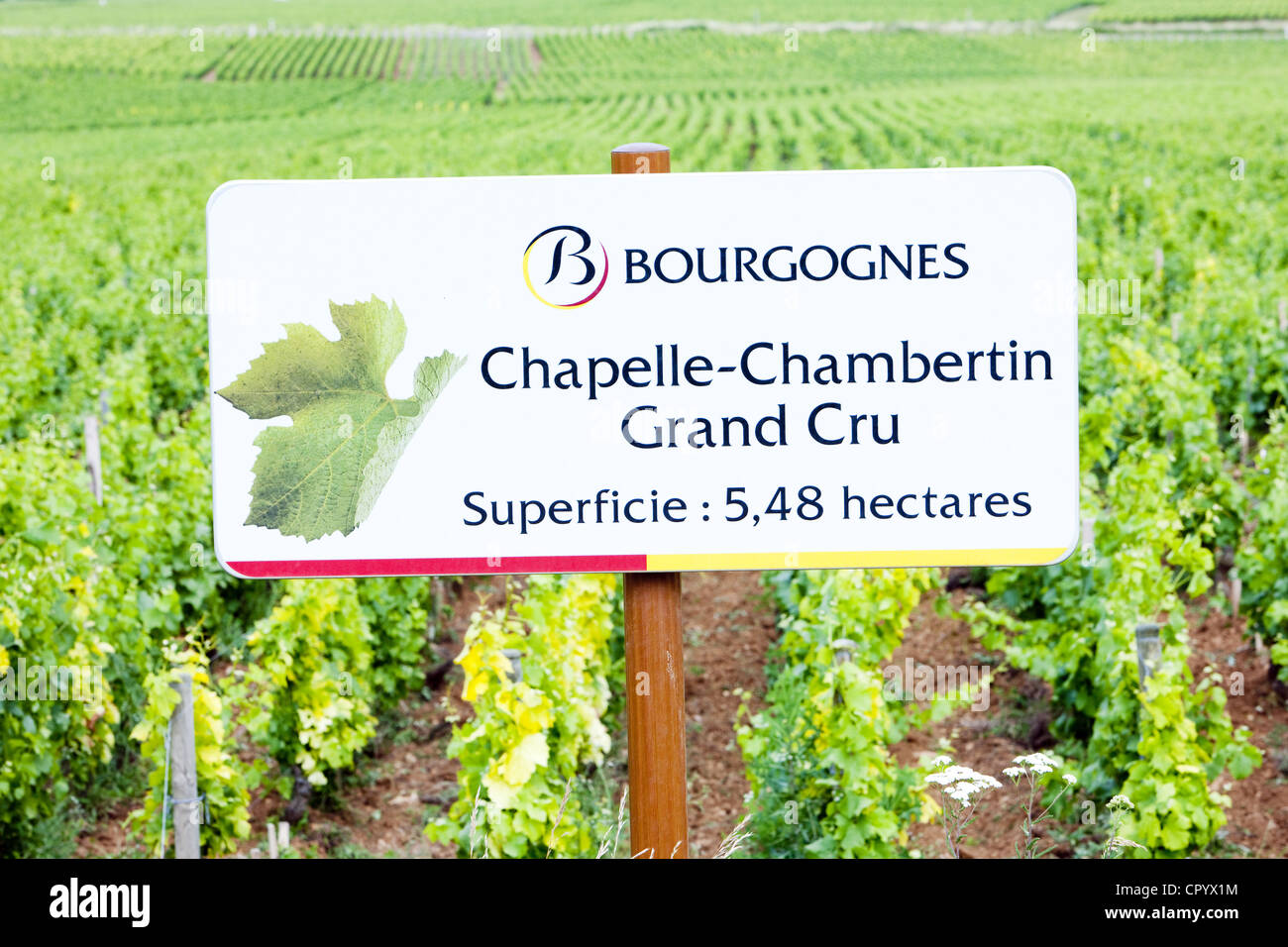 grand cru vineyard of Chapelle-Chambertin, Cote de Nuits, Burgundy ...