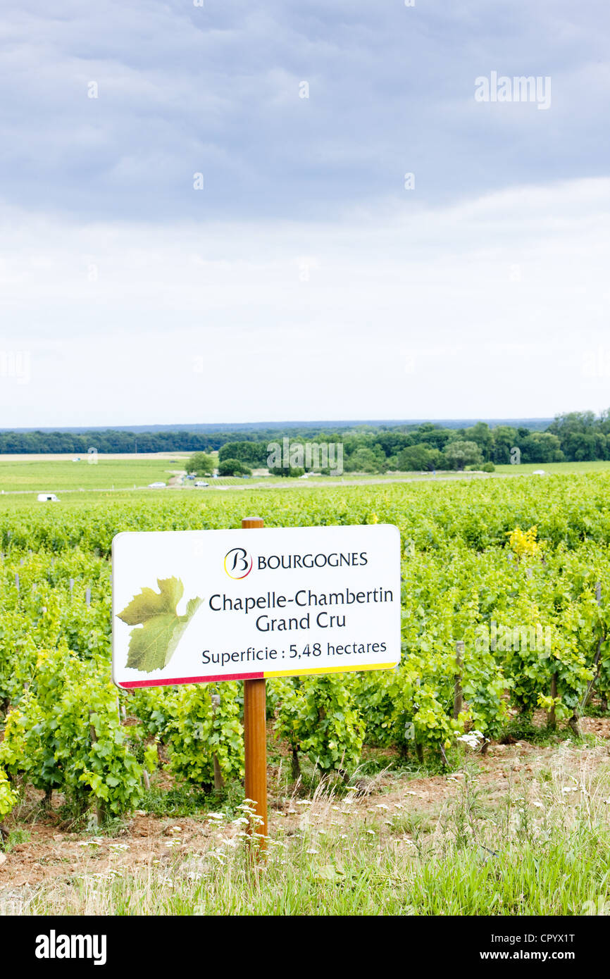 grand cru vineyard of Chapelle-Chambertin, Cote de Nuits, Burgundy ...