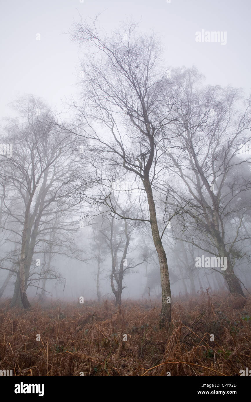 Skeletal trees in woodland on a misty morning in North Lincolnshire ...