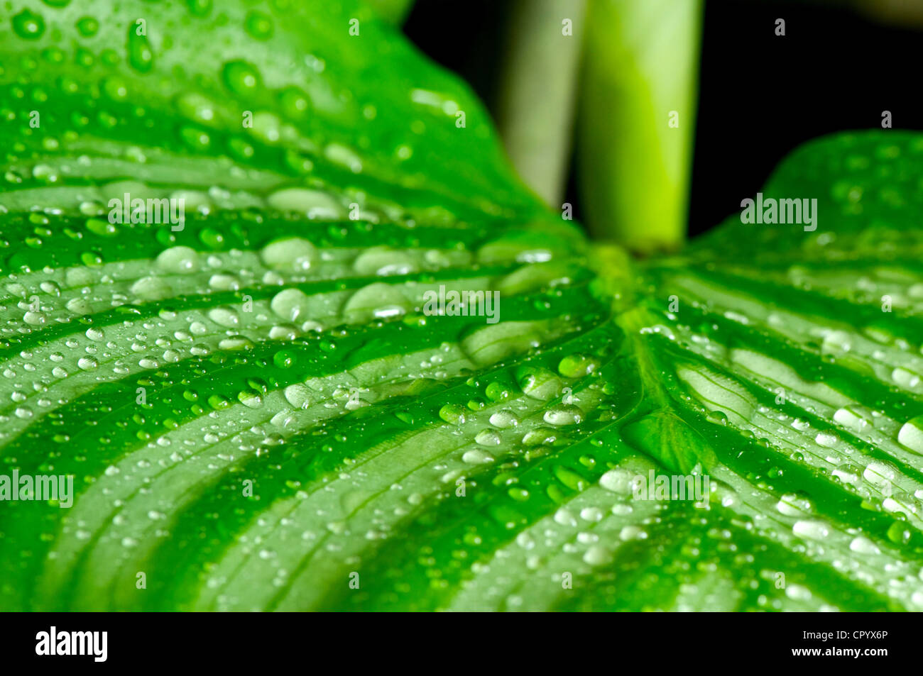 morning drops on green leaves in a wonderful background Stock Photo - Alamy