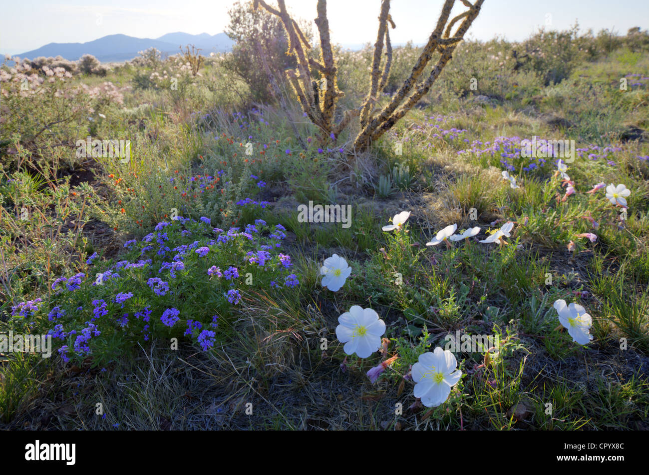 Mixed Wildflowers, (Verbena, Evening Primrose, and Globe Mallow), east ...