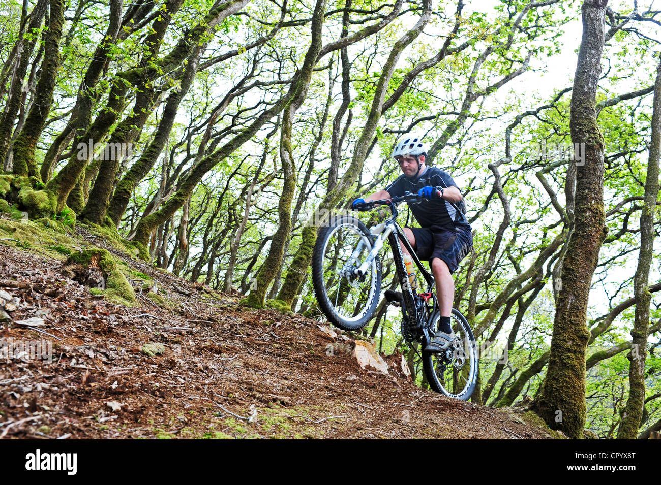 Mountain biking in woodland trails Stock Photo - Alamy