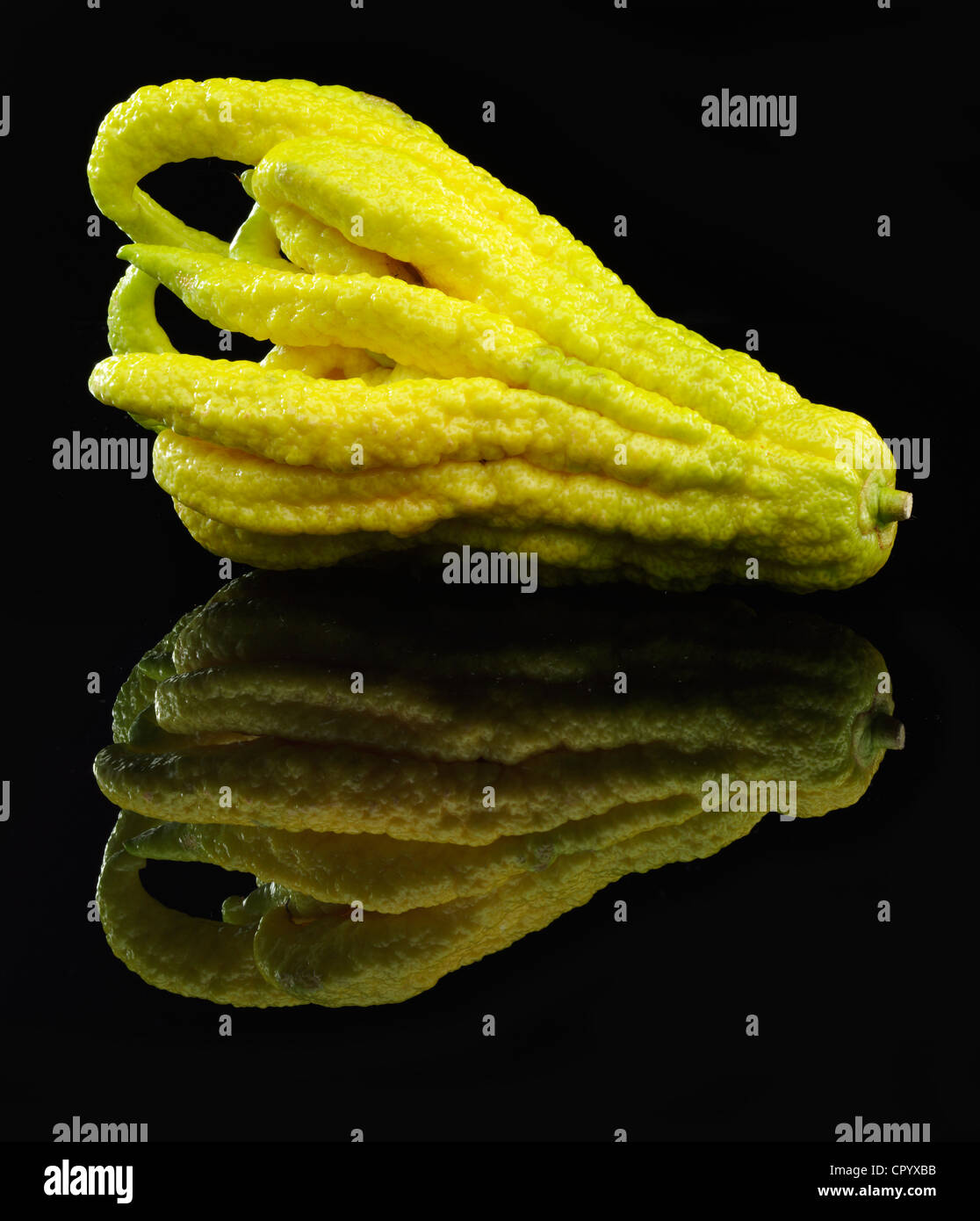 Fingered Citron (Citrus medica var sarcodactylis), popularly known as ...
