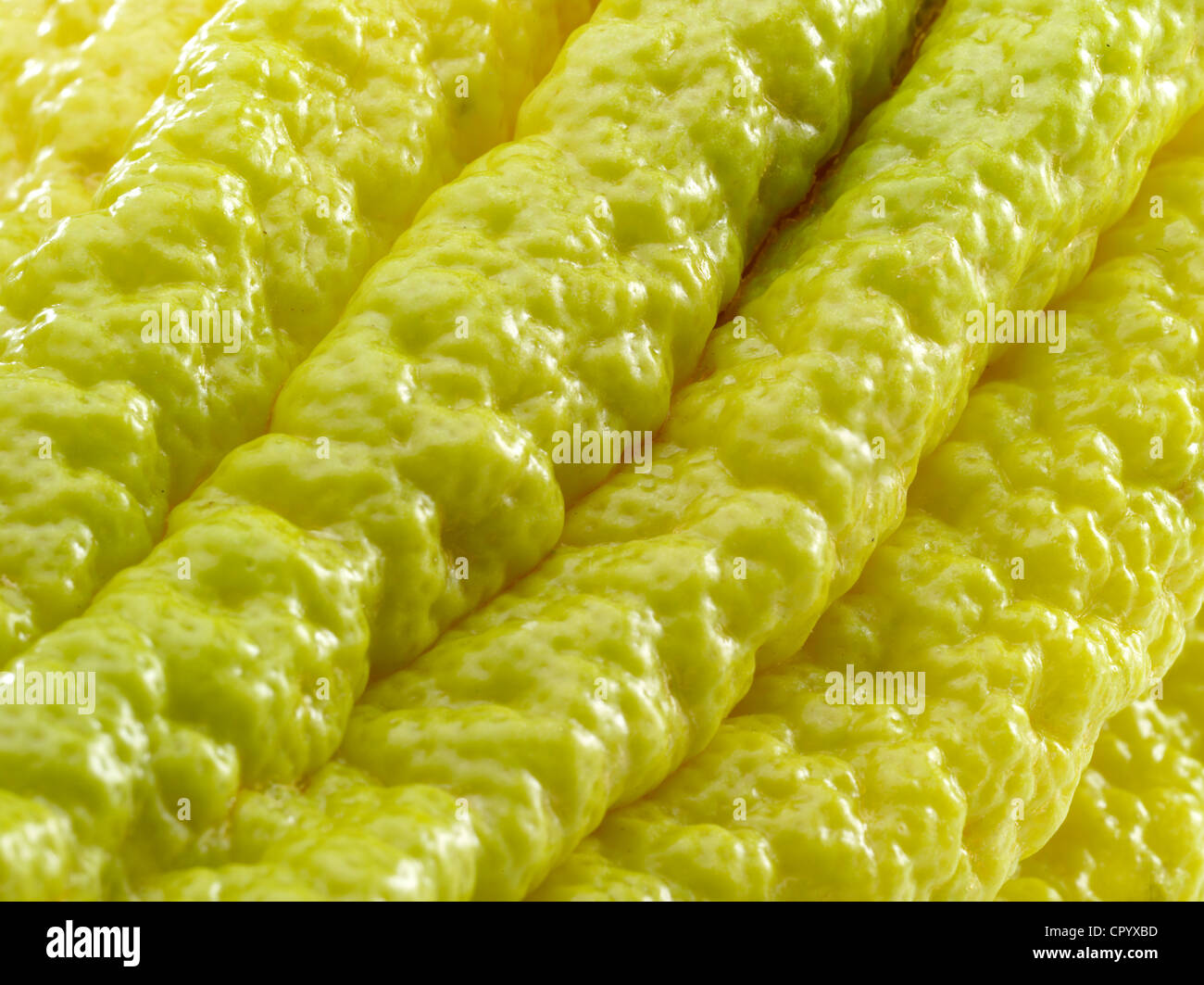 Fingered Citron (Citrus medica var sarcodactylis), popularly known as ...
