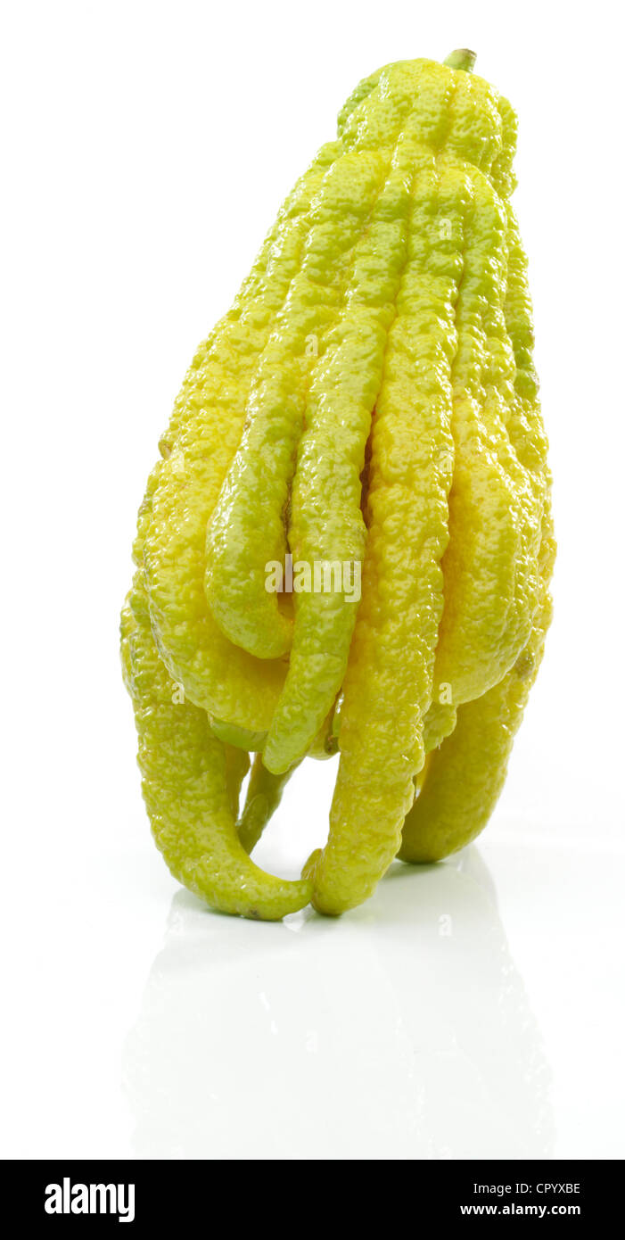 Fingered Citron (Citrus medica var sarcodactylis), popularly known as ...