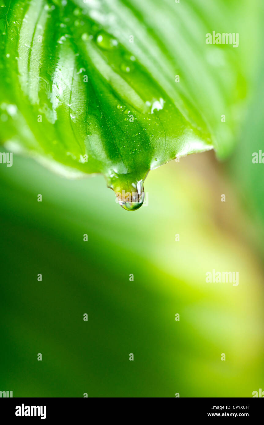 morning drops on green leaves in a wonderful background Stock Photo - Alamy