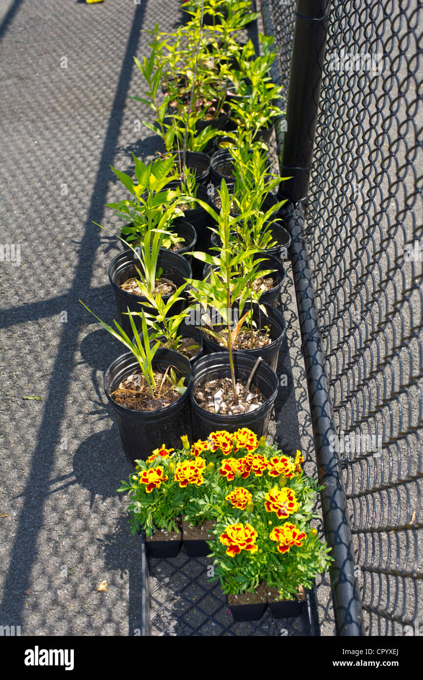 Plants waiting to be planted for a garden for the school children at a ...