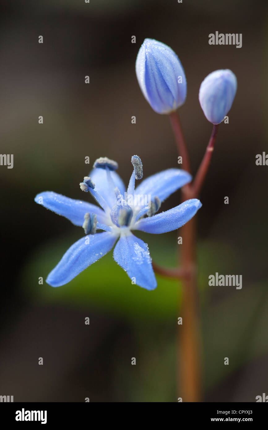 Alpine squill hi-res stock photography and images - Alamy