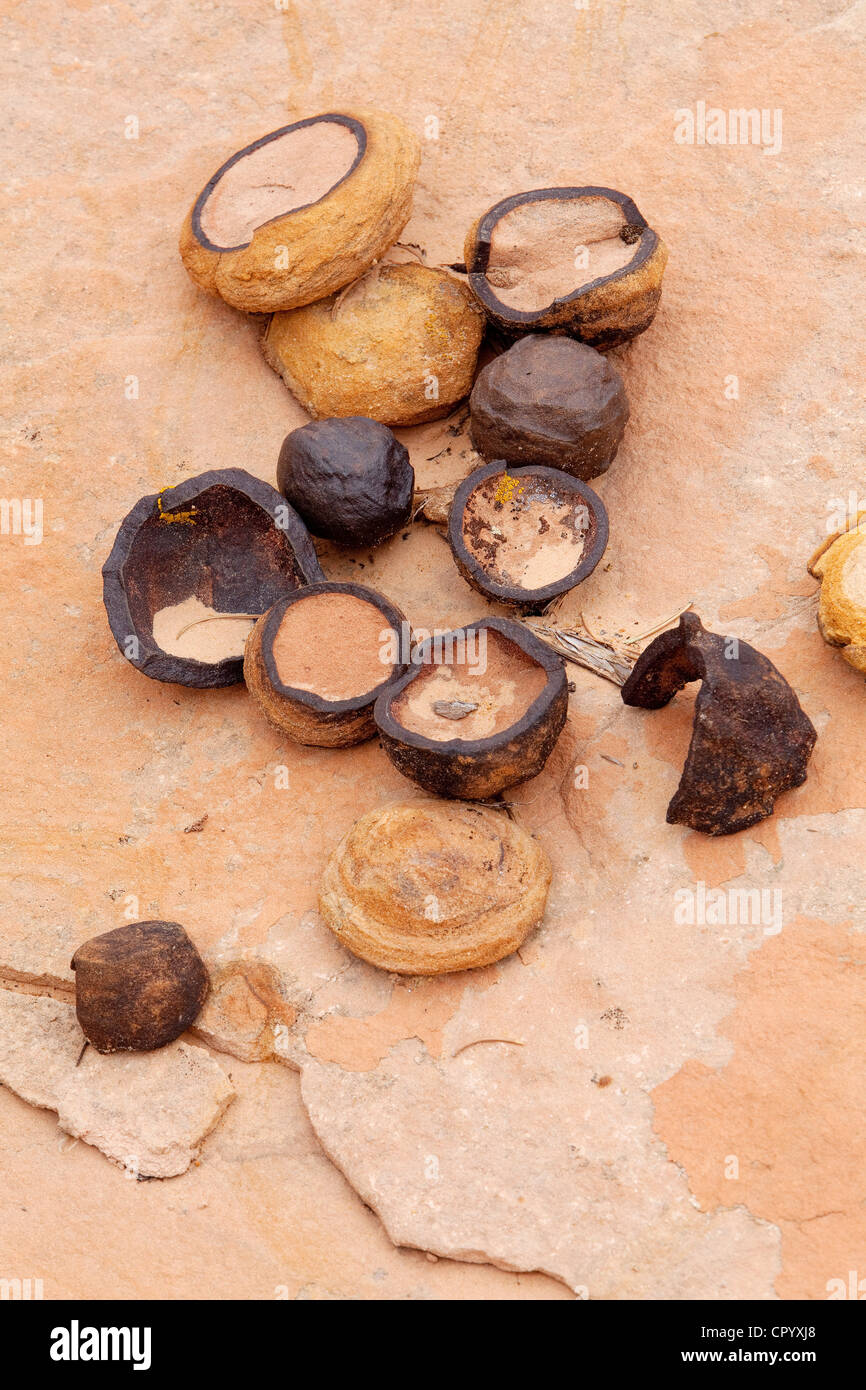 Moqui hi-res stock photography and images - Alamy