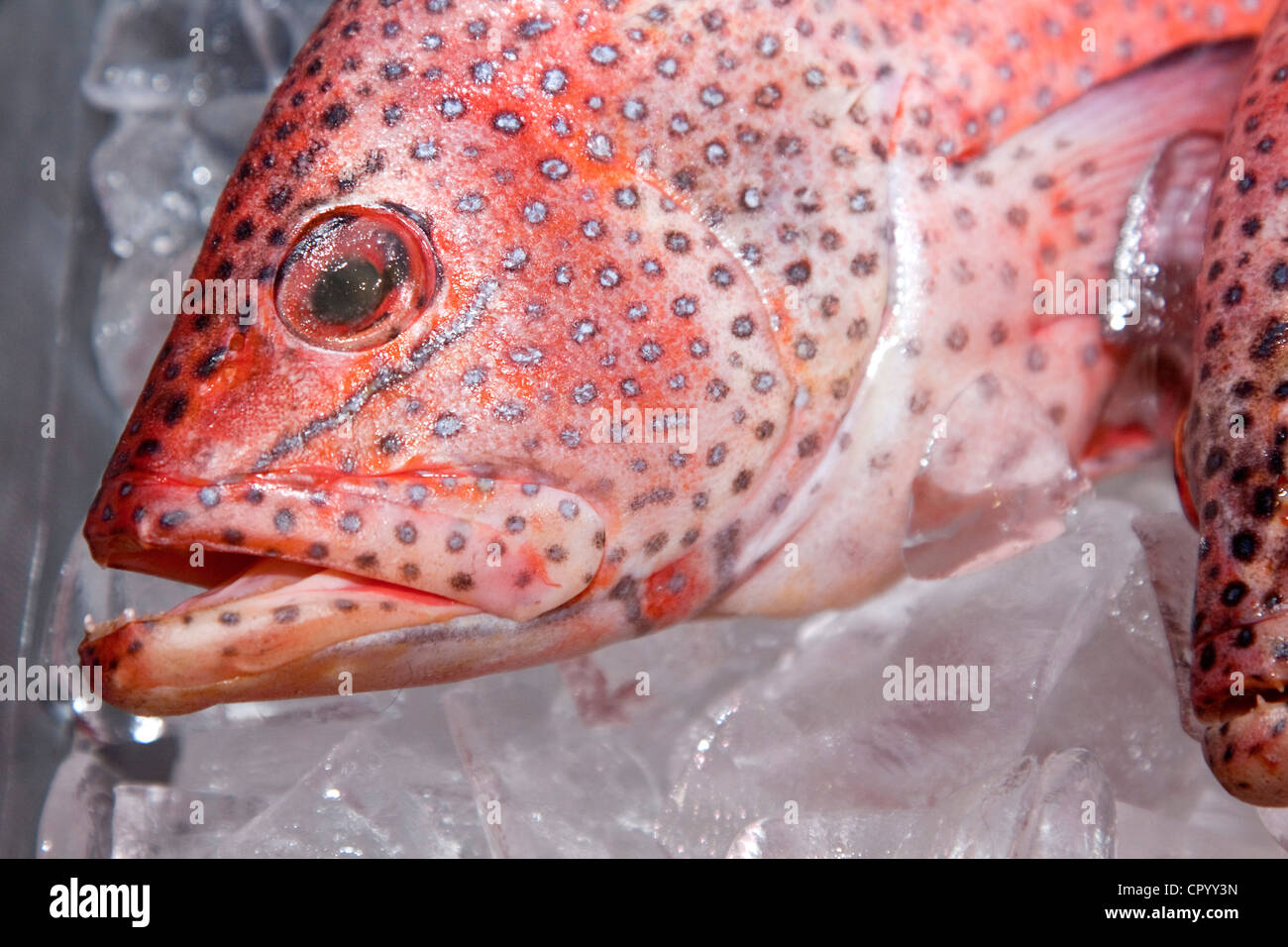 Leopard Coral Grouper or Leopard Coral Trout (Plectropomus leopardus ...