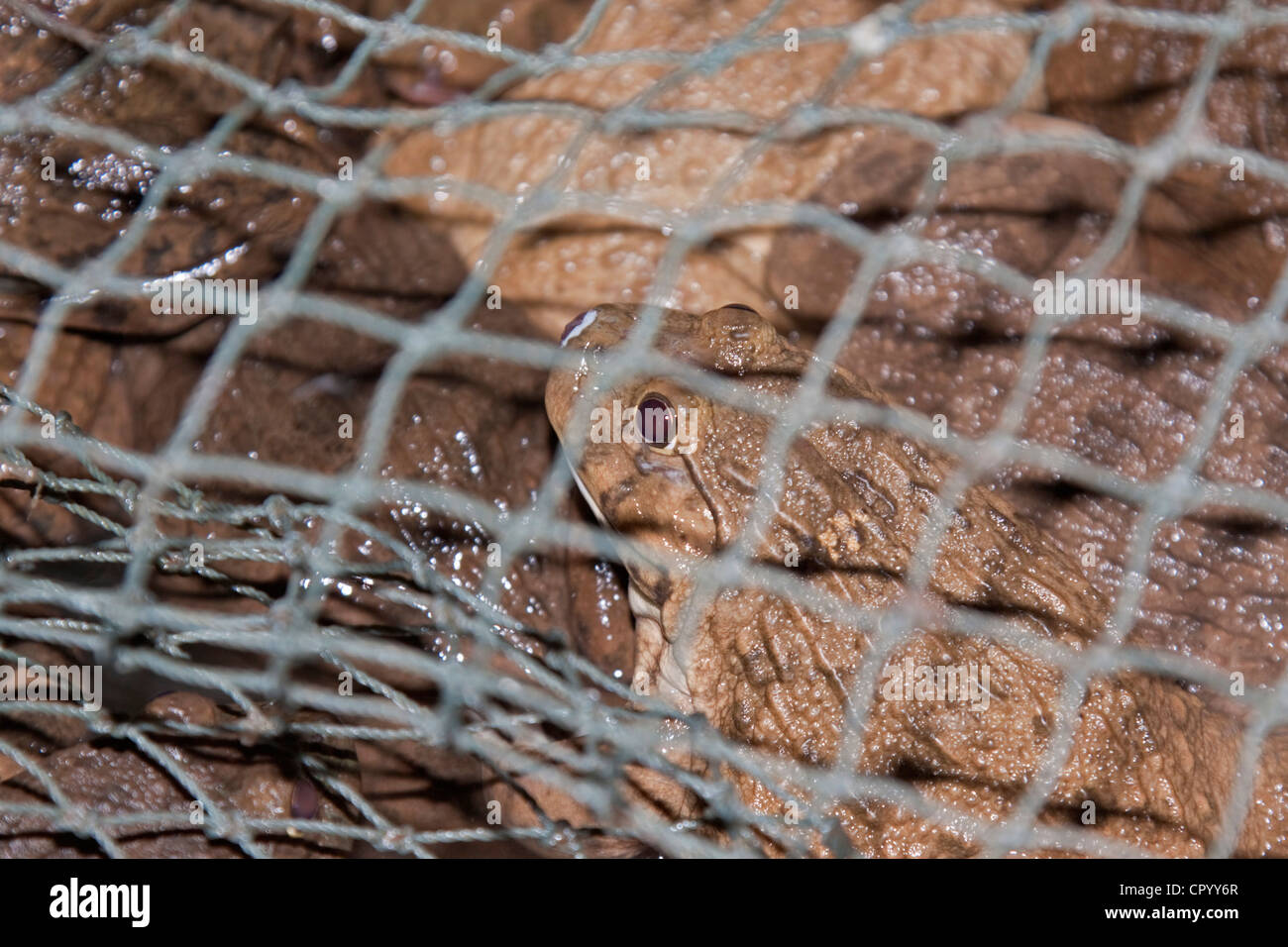 Toads, Thai delicacy, in a net on a market in Thailand, Southeast Asia ...
