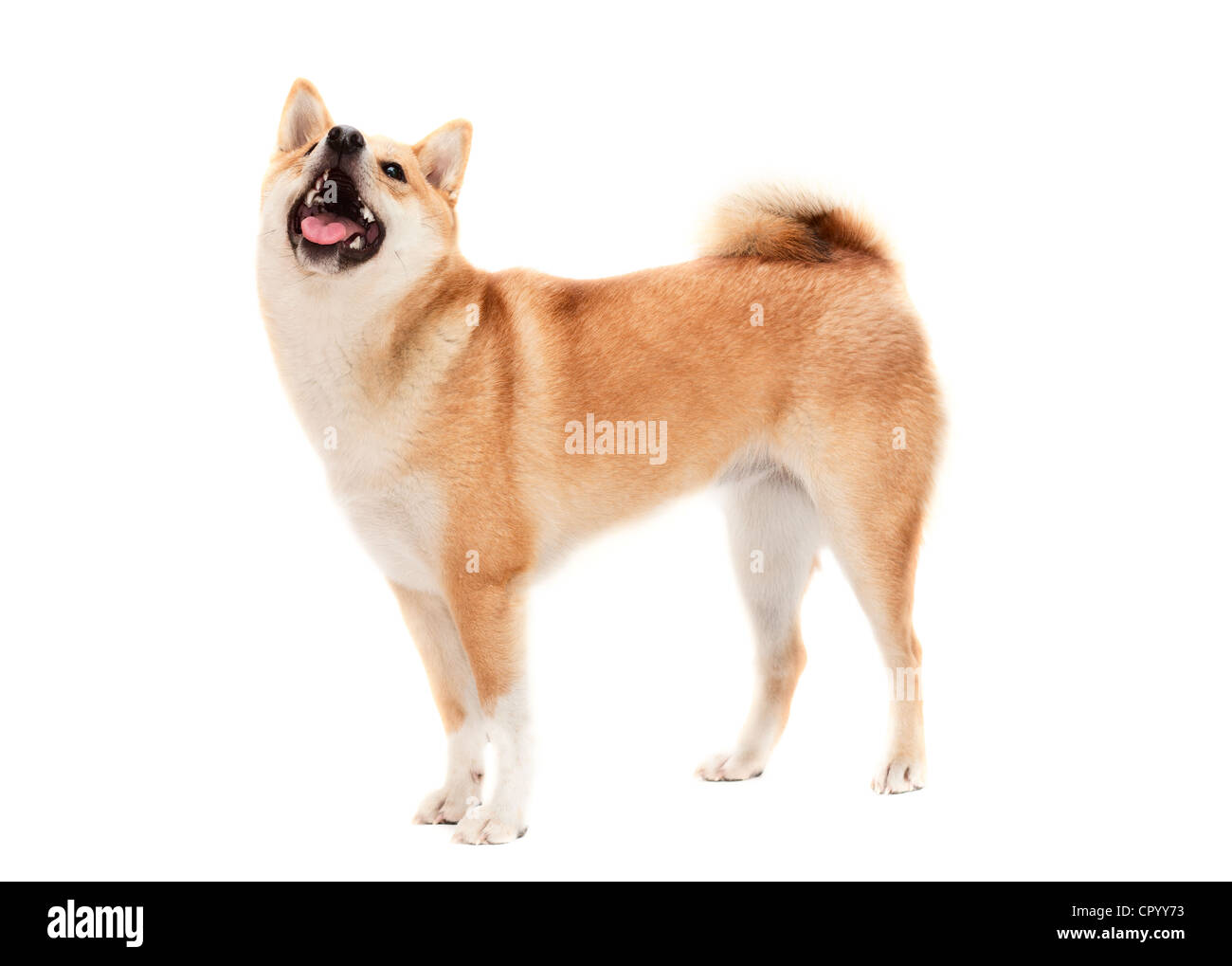 Red funny dog standing and looking up and smiling Stock Photo - Alamy