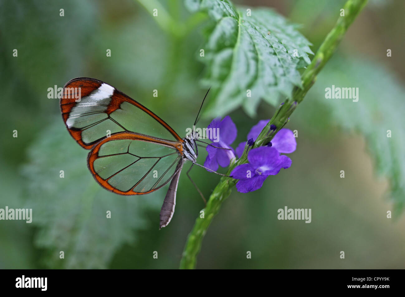 Blue Glasswing Butterfly