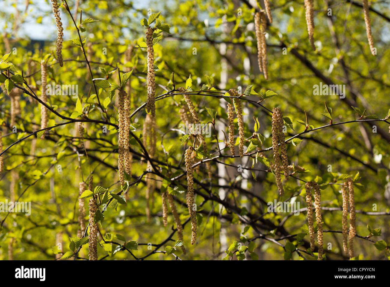 Aments hi-res stock photography and images - Alamy