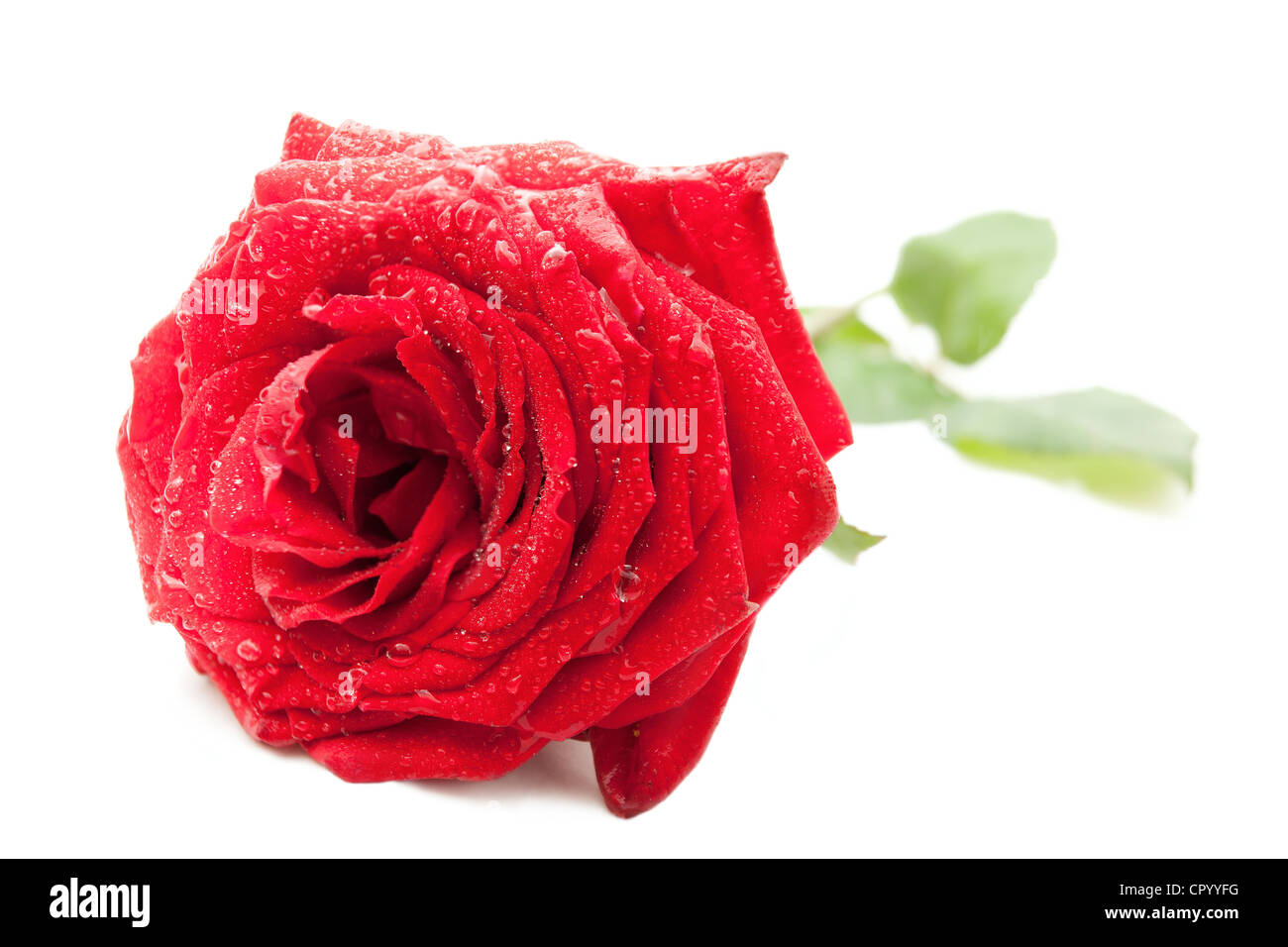 single red rose on white background Stock Photo - Alamy