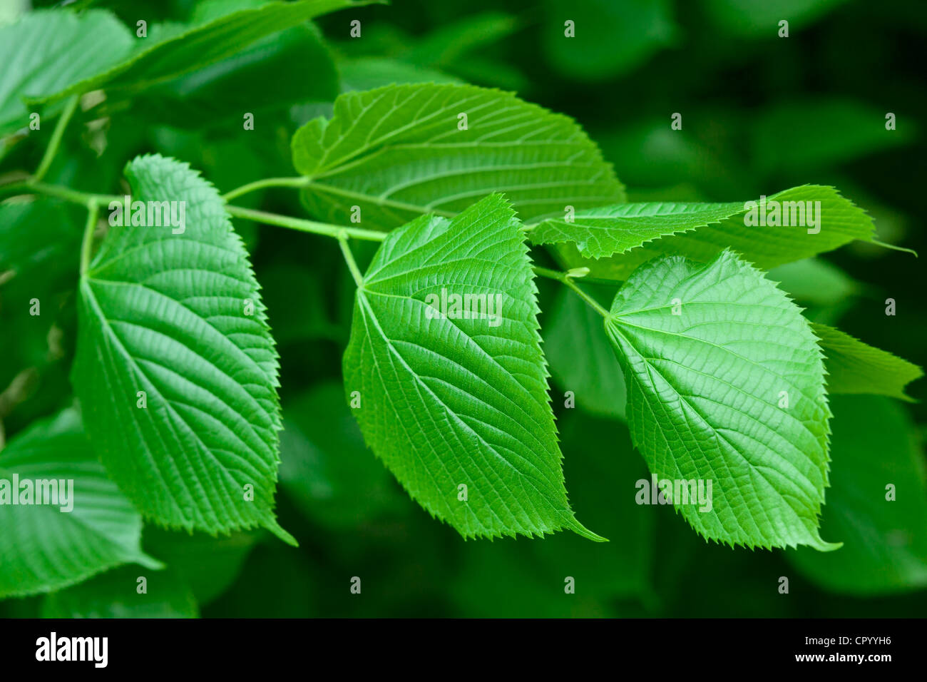 fresh green lime tree leaves Stock Photo - Alamy