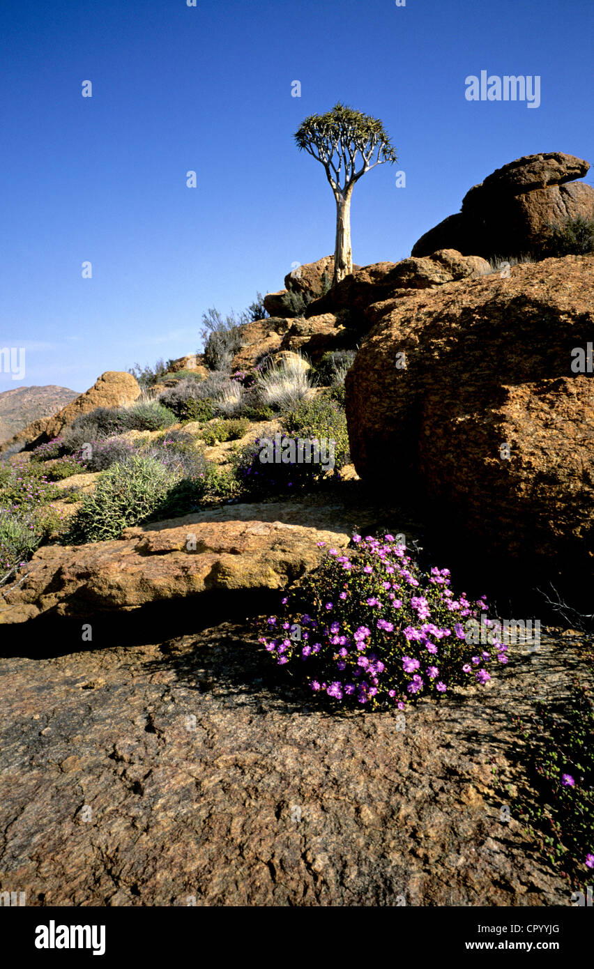 South Africa, Northern Cape (Noordkaap), Springbok, natural reserve of ...