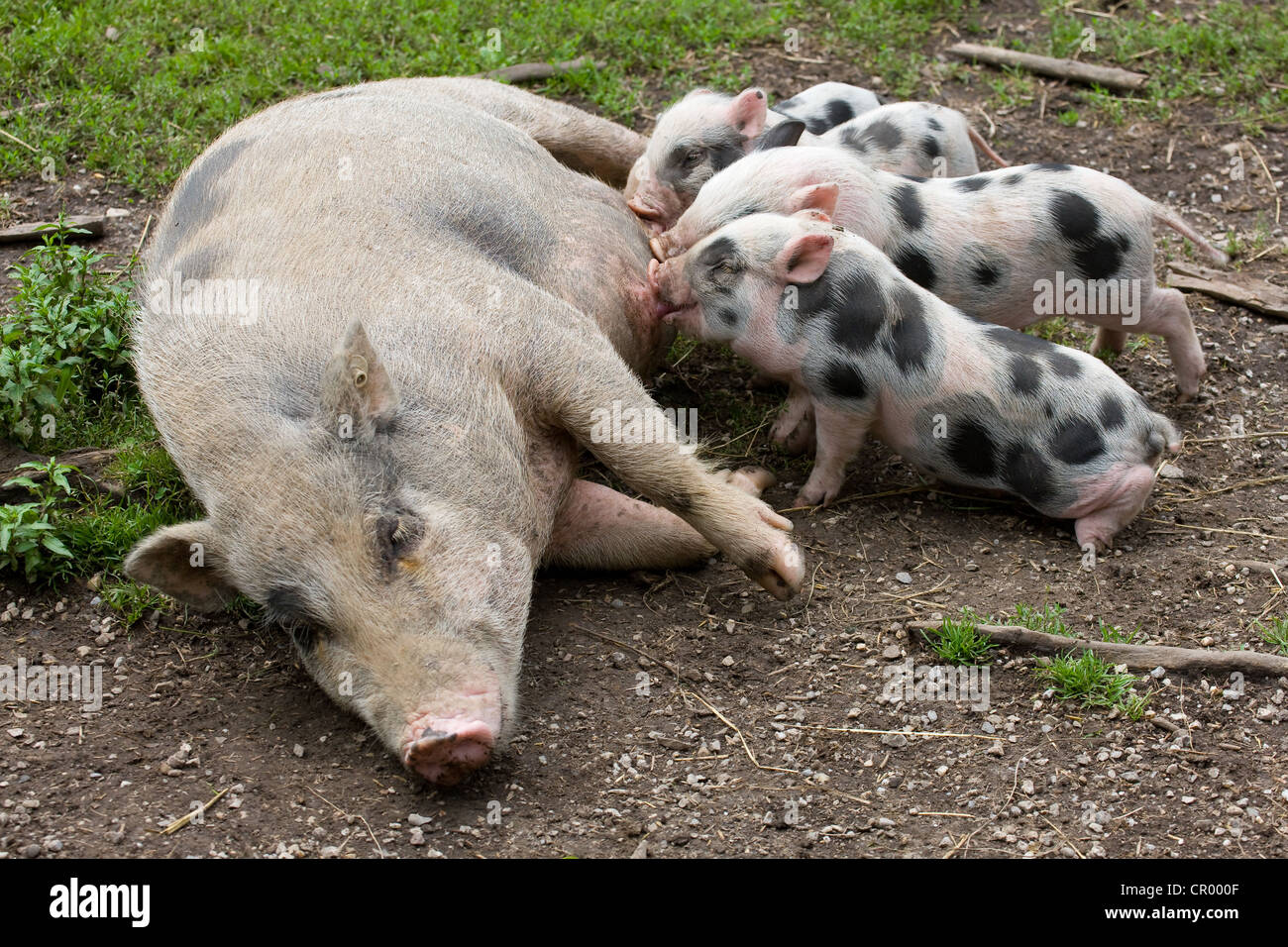 Sow suckling piglets, in captivity, Poing, Bavaria, Germany, Europe ...