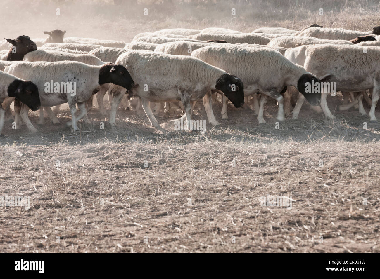 Trailing of sheep hi-res stock photography and images - Alamy