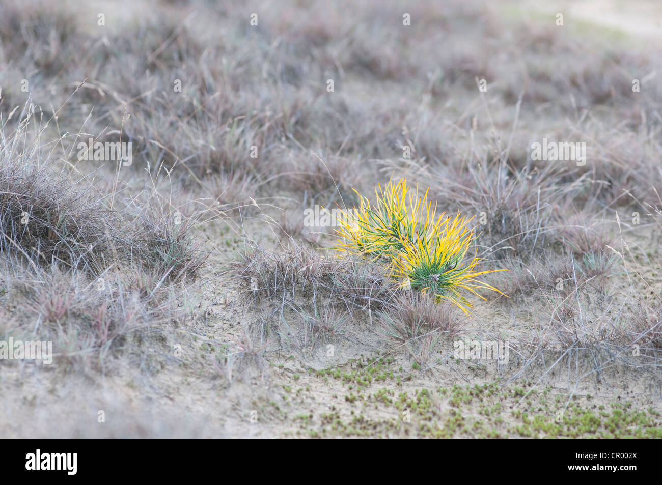 Pine Sapling High Resolution Stock Photography and Images - Alamy