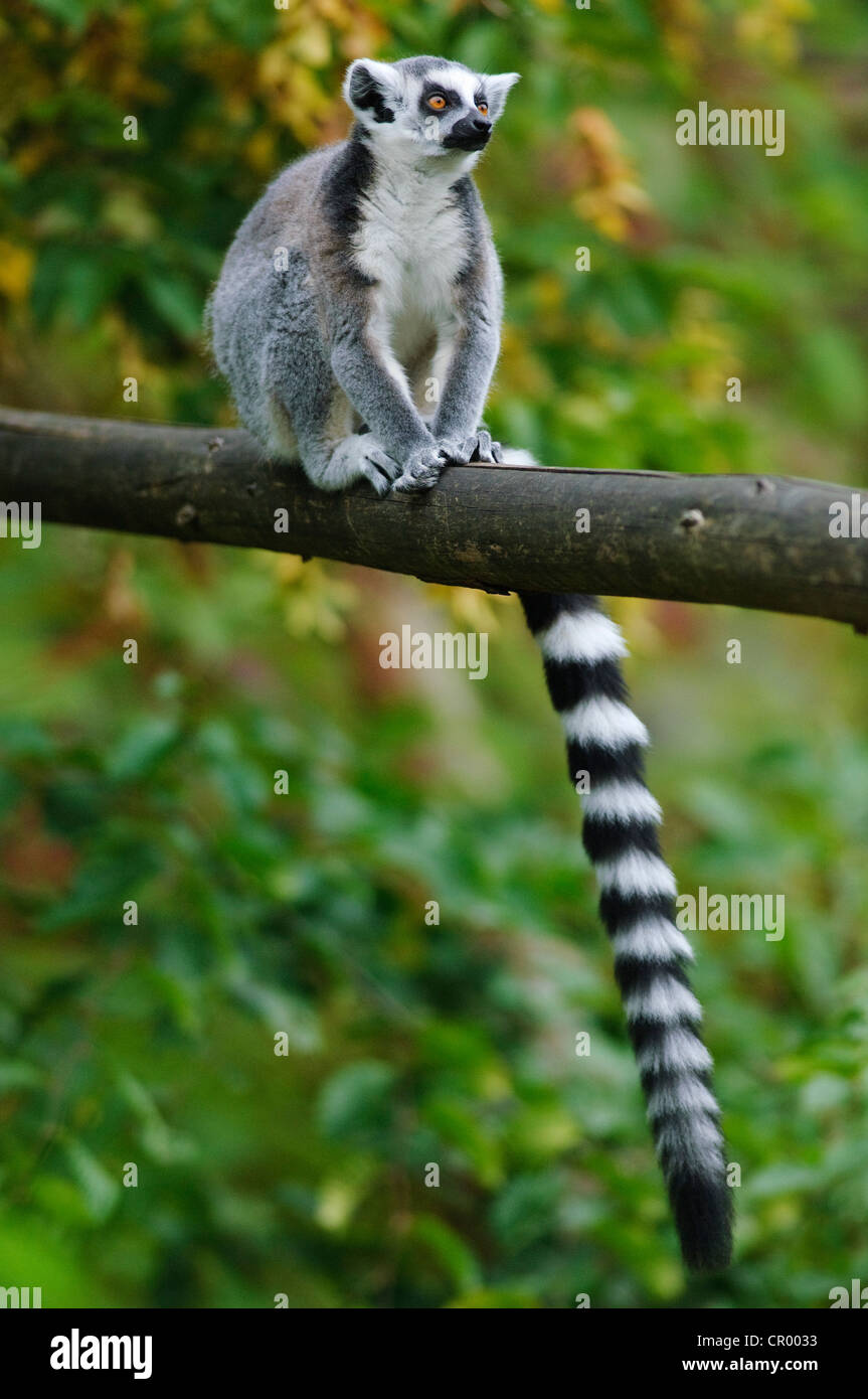 Ring-tailed Lemur (Lemur catta), in an enclosure Stock Photo - Alamy
