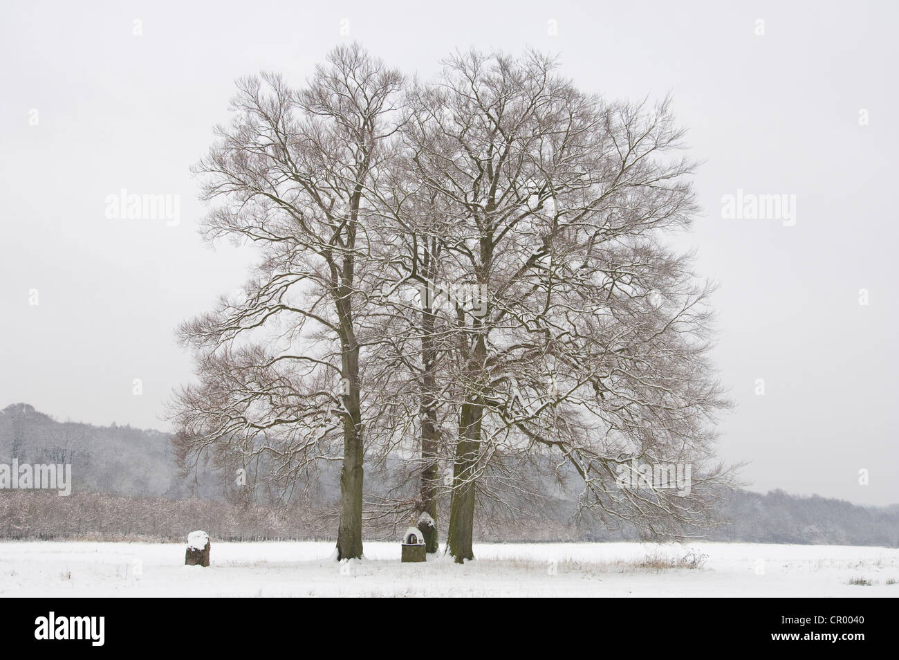 European beech fagus sylvatica in winter hi-res stock photography and ...