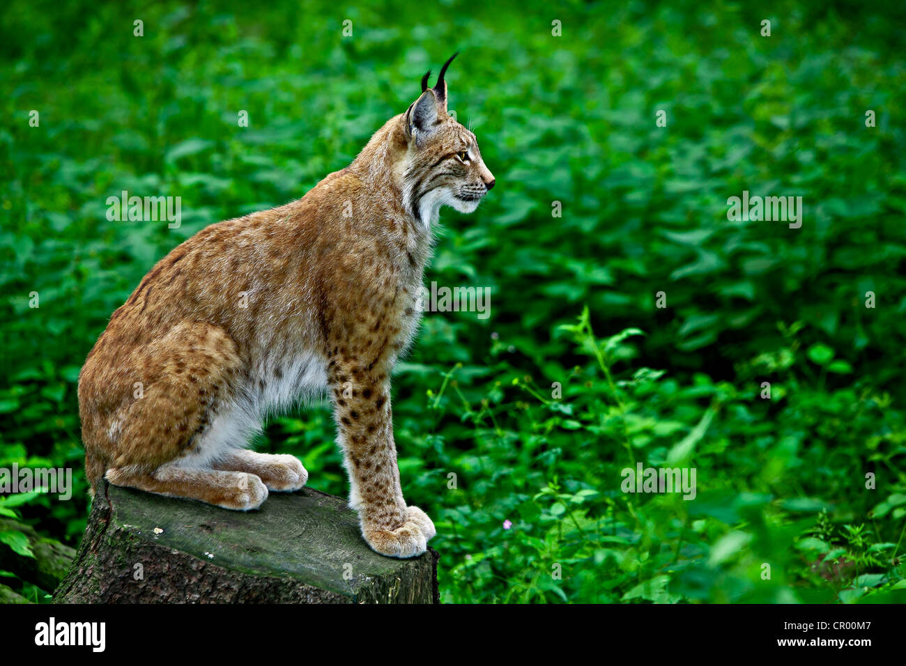 Eurasian Lynx or Northern Lynx (Lynx lynx), Wildpark Poing, Bavaria ...