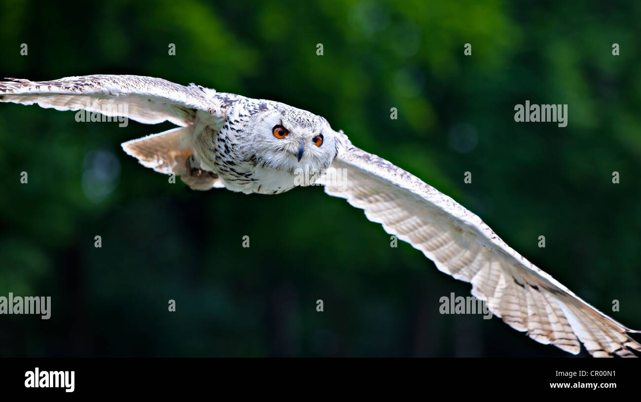 Eurasian Eagle-Owl (Bubo bubo), Wildpark Poing, Bavaria, Germany ...