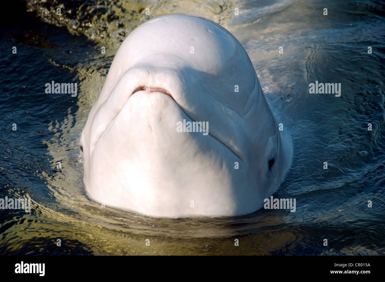 Beluga whale (Delphinapterus leucas), Kareliya, Russia, White Sea ...
