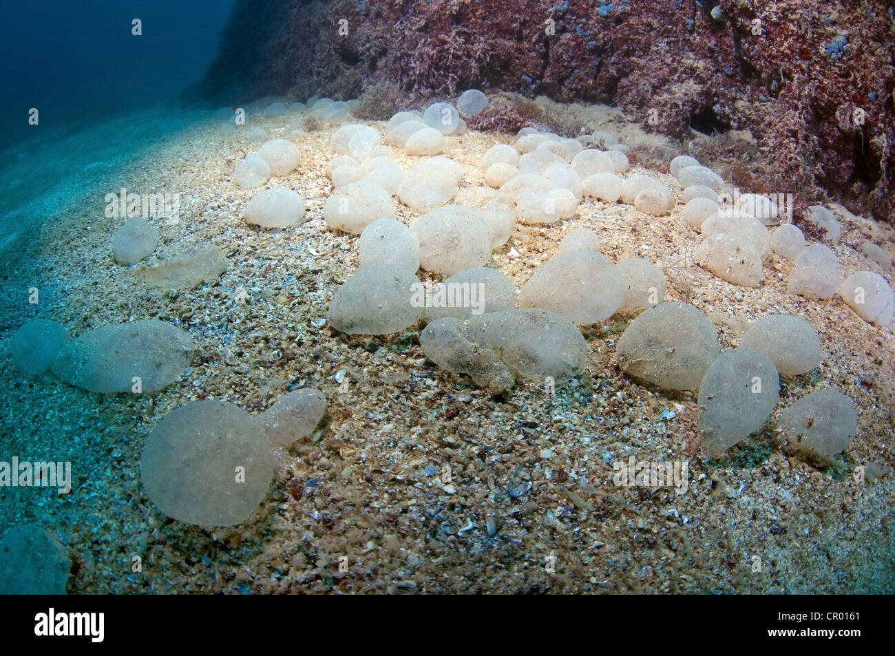 Jelly like eggs hi-res stock photography and images - Alamy