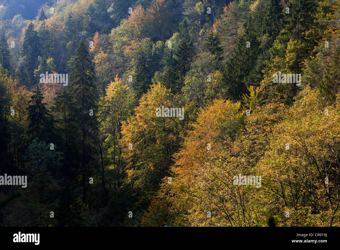 Autumnal forest near the Scheidegger waterfalls, Allgaeu, Bavaria ...